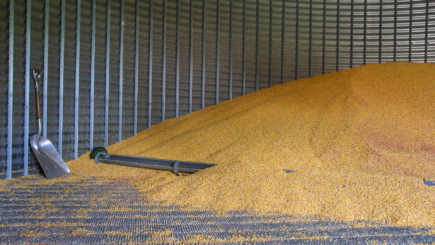 NFSHW23: Saving Lives in Grain: Research and Strategies for Grain ...