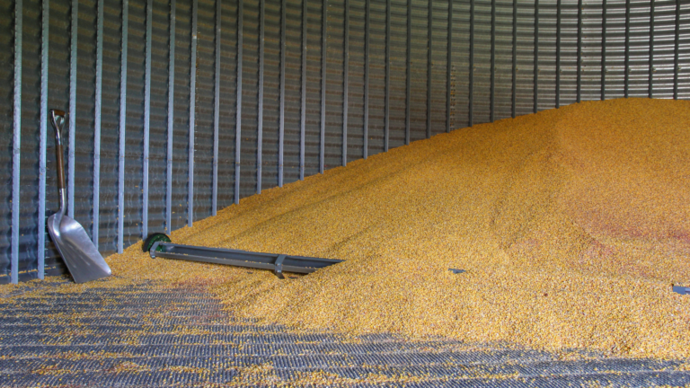 NFSHW23: Saving Lives in Grain: Research and Strategies for Grain ...