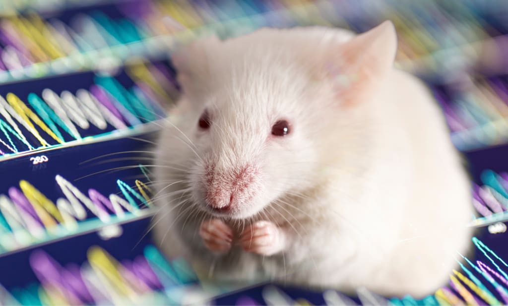 Audio analgesia: How sound blunts pain—at least in mice - AgriSafe Network
